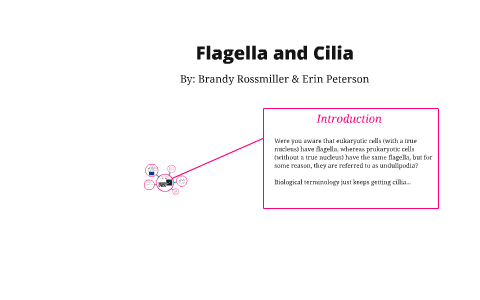 Cellular Extensions- cilia/flagella by Erin Petersen on Prezi