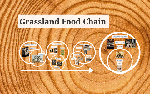 Grassland Food Chain by Katie W on Prezi