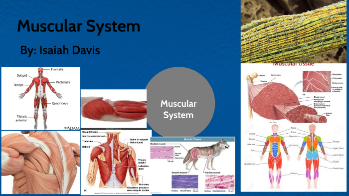 muscular system by Isaiah Davis on Prezi
