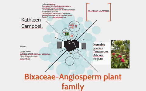 Bixaceae-Angiosperm plant family by Kathleen Campbell on Prezi