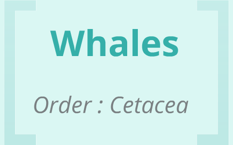 Whales by Emily Guth on Prezi