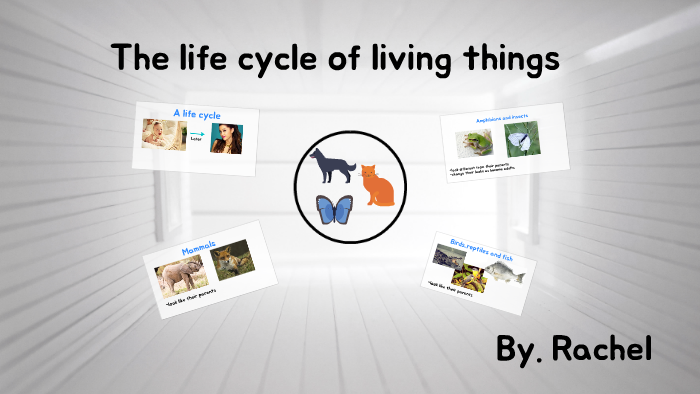 The life cycle of living things by 지 윤영 on Prezi