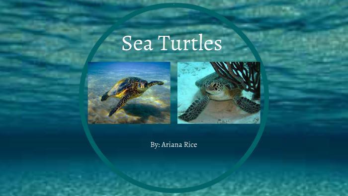 Sea Turtles by Ariana Rice on Prezi