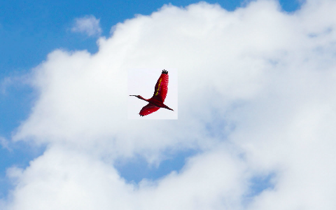 "The Scarlet Ibis" - James Hurst by Alexis Lapid on Prezi