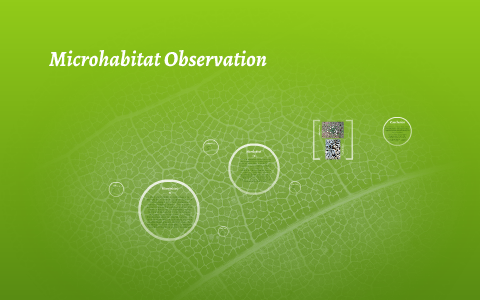 Microhabitat Observation by on Prezi