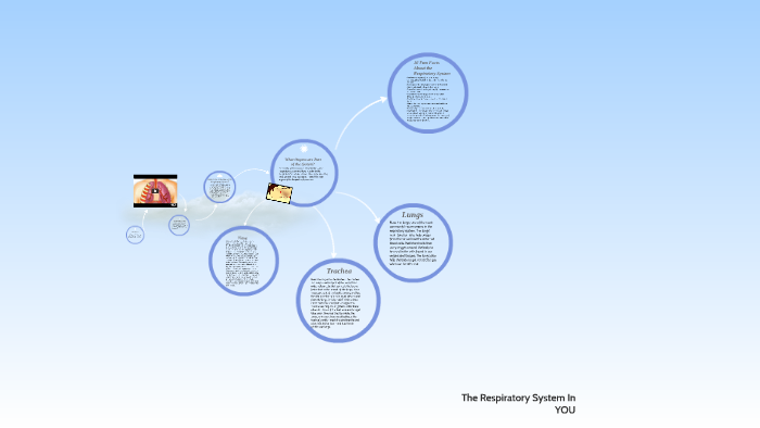 The Respiratory System In YOU by Dylan Ratti on Prezi