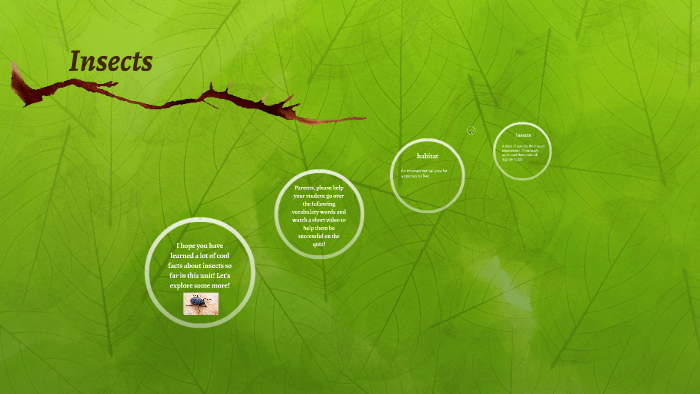Insects by Rochelle Knapp on Prezi