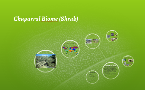 Chaparral Biome by Sarah Matles on Prezi