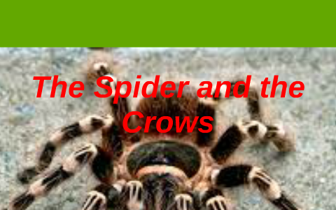 The Spider and the Crows by Nazy serrano on Prezi