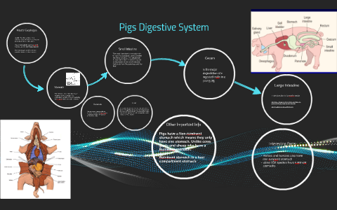 Pigs Digestive System by Sophie Lamm on Prezi