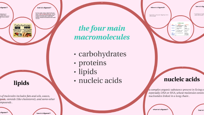 the four main macromolecules by ashley drechsel on Prezi