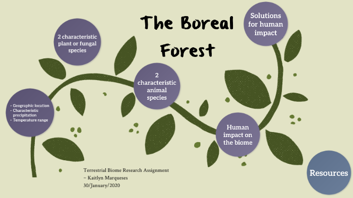 Terrestrial Biome Research Assignment: Boreal Forest by Kaitlyn ...