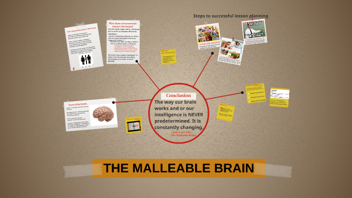 THE MALLEABLE BRAIN by Sarah LeVeaux on Prezi