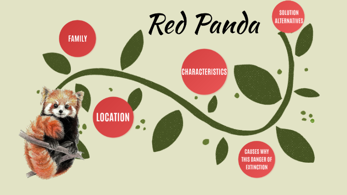 red panda by evelyn valdivia on Prezi