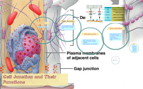 Cell Junction and Their Functions by Kat dragon on Prezi