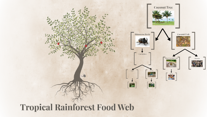 Tropical Rainforest Food Web by Deidra Driscoll on Prezi