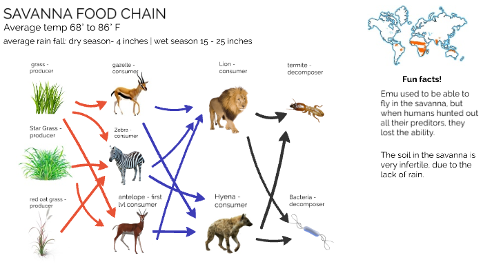 Food web by Isabella Moson on Prezi
