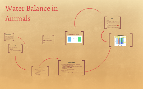 Water Balance in Animals by Emily Horton on Prezi