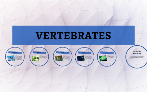VERTEBRATES by Kylea Hoover on Prezi