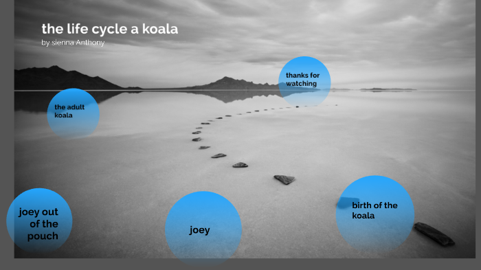 the life cycle of a koala by sienna ant0010 on Prezi