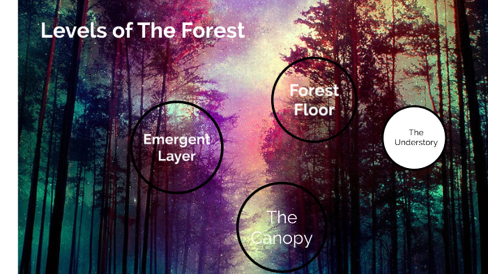 Levels of The Forest by Ryan Bates on Prezi