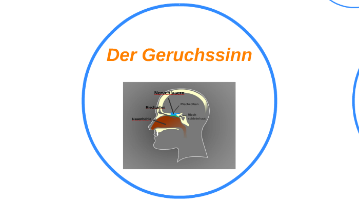 Der Geruchssinn by Marcel Achaz on Prezi