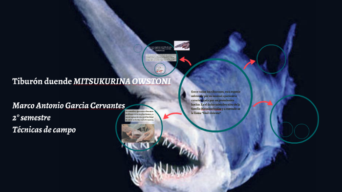 Tiburón duende MITSUKURINA OWSTONI by marco garcia on Prezi