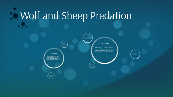 Wolf and Sheep Predation by Molly Rhoda on Prezi