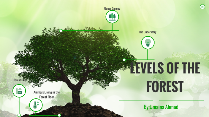 Levels of the Forest by Umaina Ahmad on Prezi