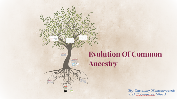 Evolution Of Common Ancestry by Zandilay Hainesworth