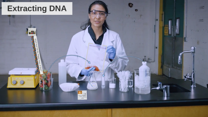 DNA extraction of fruit by Daniel Tagg on Prezi