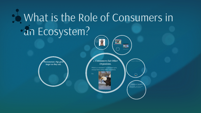 What is the Role of Consumers in an Ecosystem? by Eyda Vigil on Prezi