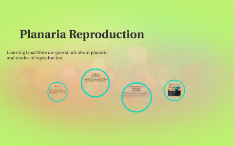 Planaria Reproduction by Judith Cordero on Prezi