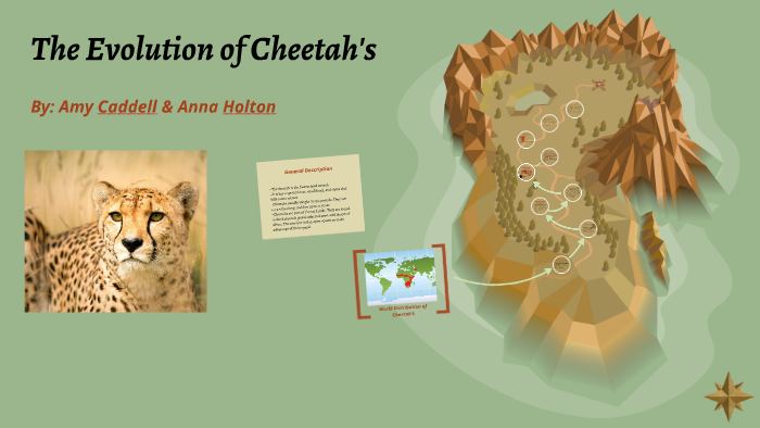 The Evolution of Cheetah's by Anna Holten on Prezi