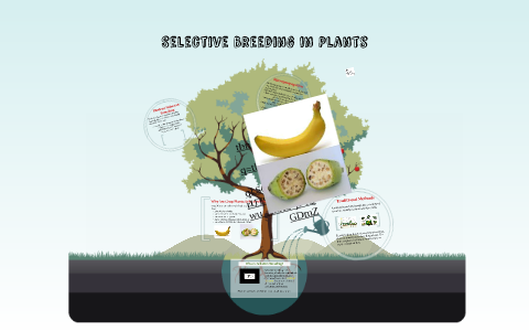 Selective Breeding in Plants by Zaamin Khwaja on Prezi