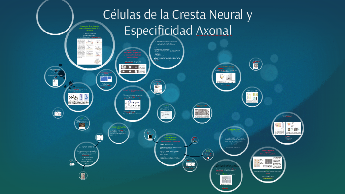 Celulas de la cresta Neural y Especificacion Axonal by Ever Beltran on ...