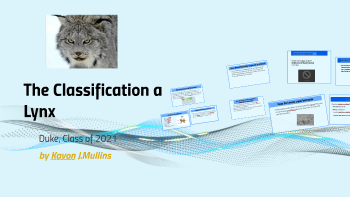 The Classification a Lynx by kavon mullins on Prezi