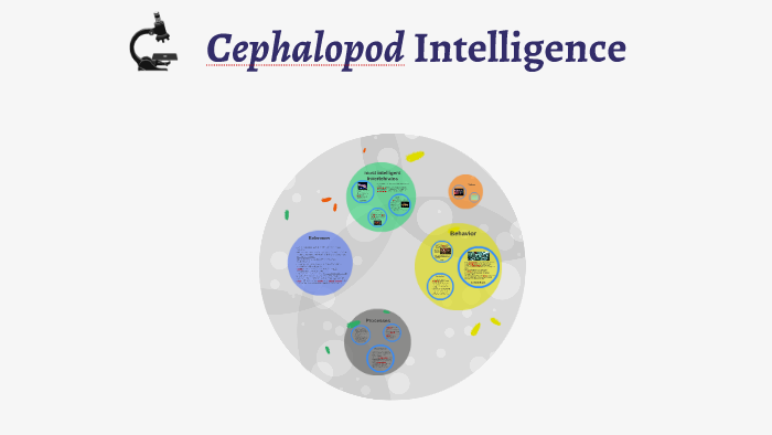 Cephalopod Intelligence by Crystal Gibson on Prezi