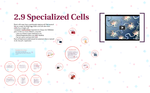 Specialized Cells by on Prezi