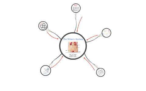 Cat Dissection PBL - Urinary System by Anna Duong on Prezi