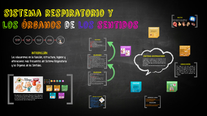 Sistema respiratorio y Organos de los sentidos by Mafe Gómez on Prezi