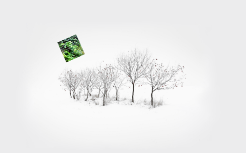 photosynthesis by corey pugh on Prezi