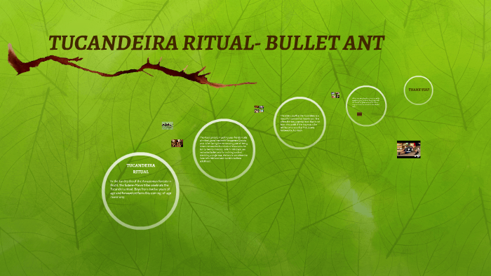 TUCANDEIRA RITUAL by isabelle rodrigues on Prezi