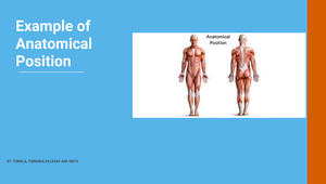 Example of Anatomical Position by Jeatrice Villegas on Prezi Design