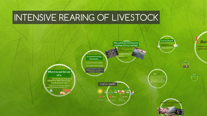INTENSIVE REARING OF LIVESTOCK by Julia Adler on Prezi