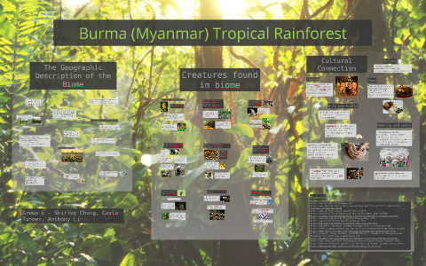 Burma Tropical Rainforest by Shirley Chung on Prezi
