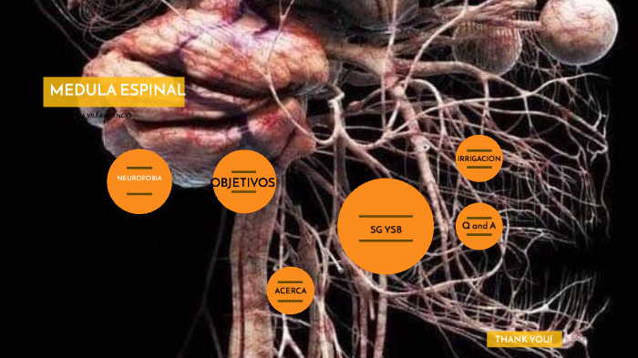 MEDULA ESPINAL by Emilia Villavicencio on Prezi
