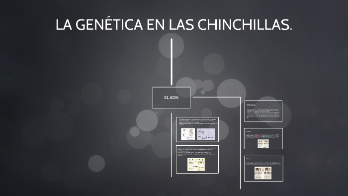 LA GENETICA EN LAS CHINCHILLAS. by Karen Alejandra on Prezi