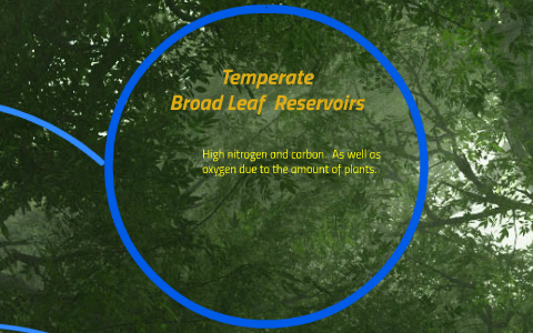 Brood leaf Forest by chris georgantas on Prezi