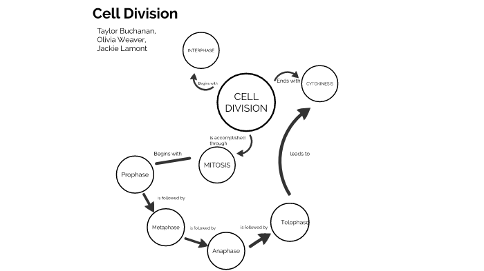 Concept Map Cell Division by Jackie Lamont on Prezi